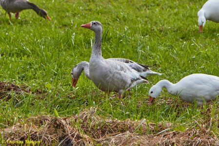 Gänse - Naturschutzscheune Reinheimer Teich